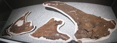 ART Evolved: Life's Time Capsule: I own Greg Paul's Albertoceratops!