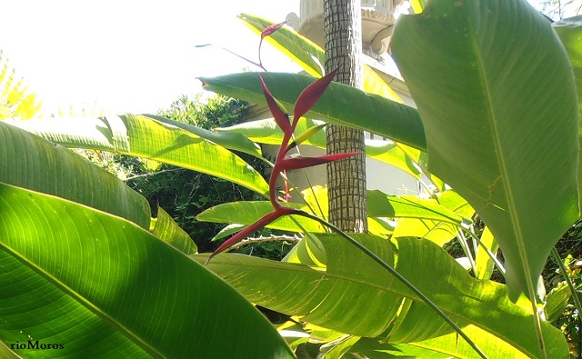 PLATANILLO: Heliconia subulata | Plantas rioMoros