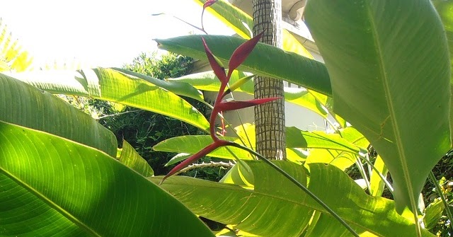 PLATANILLO: Heliconia subulata | Plantas rioMoros