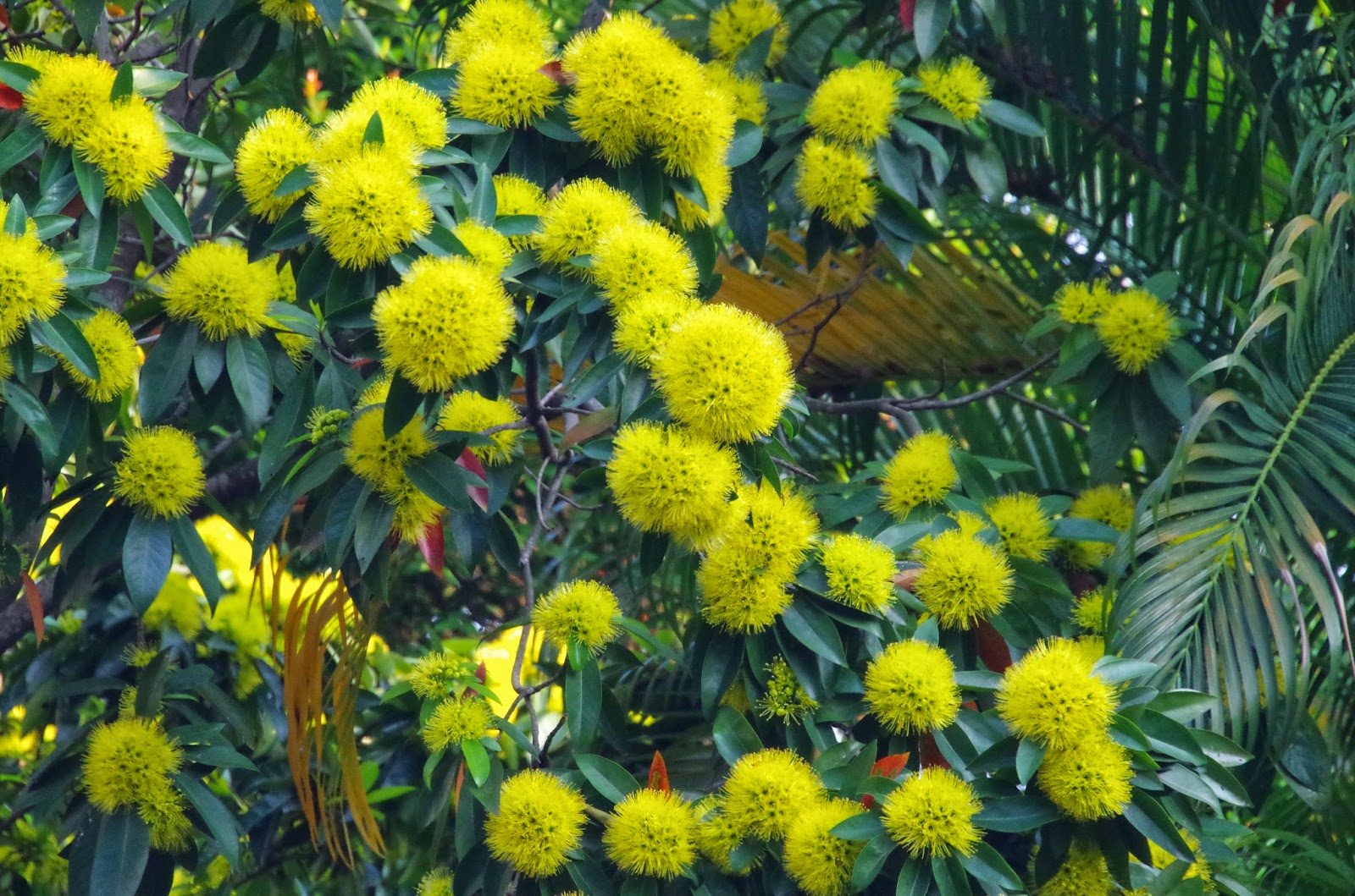 Trees and Plants: Golden Penda