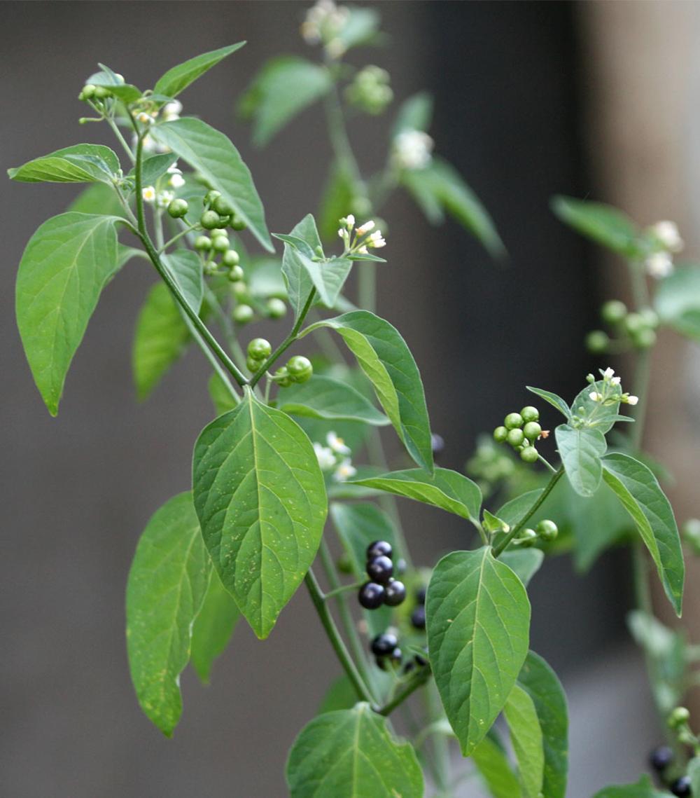 Budidaya Leunca Buah Kecil Nan Banyak Manfaat - Lim Corporation