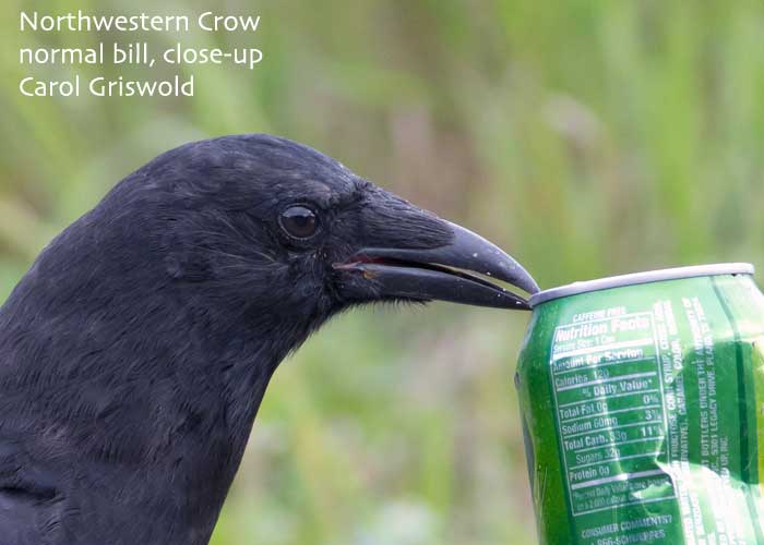 Sporadic Bird from Seward, Alaska : Sunday, June 1, 2014 Northwestern ...
