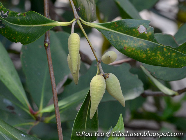 tHE tiDE cHAsER: Api-api Putih (Avicennia alba)