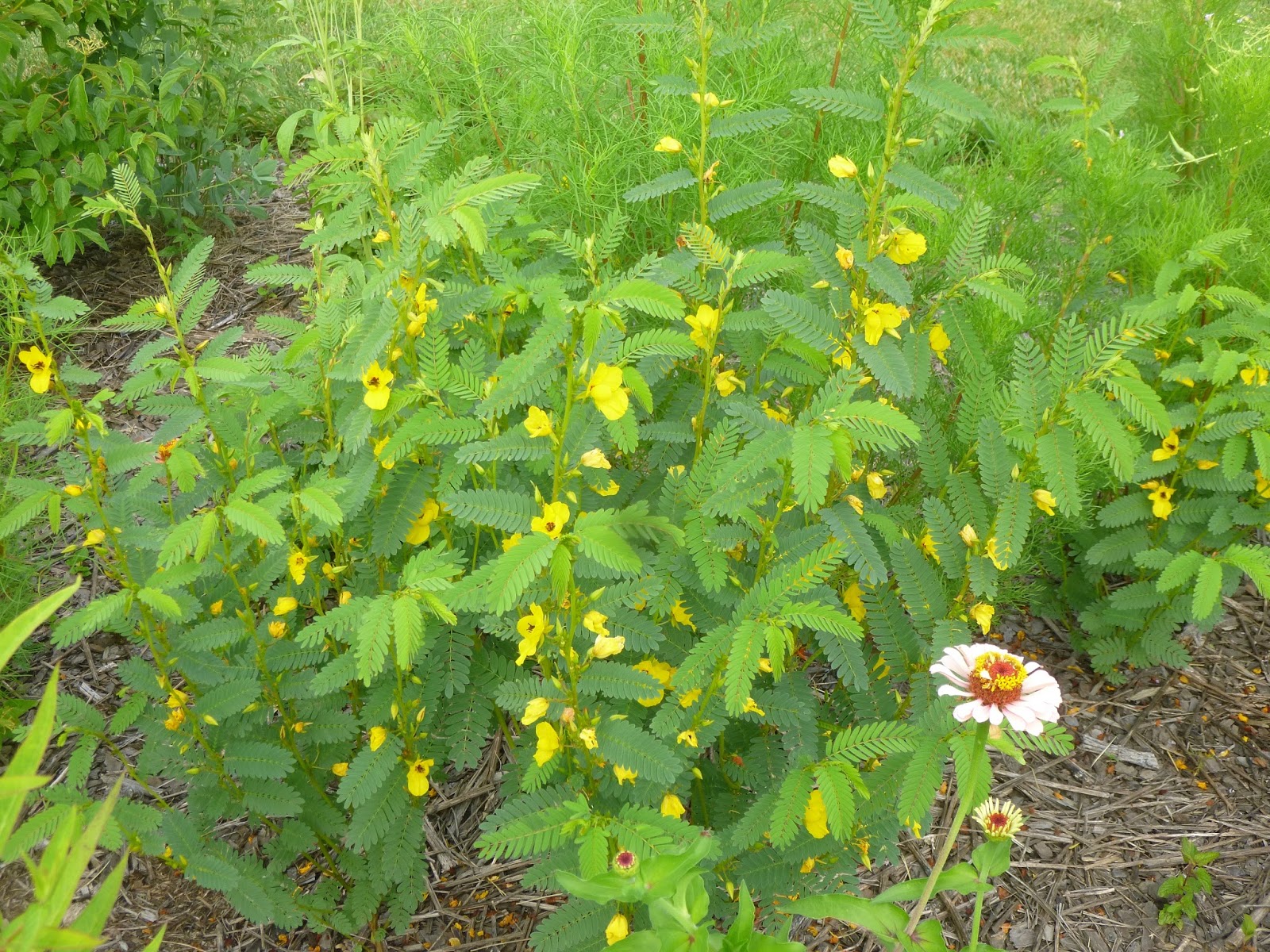 Garden of Aaron: Partridge Pea - One of the Best (Self-Sowing) Annuals ...