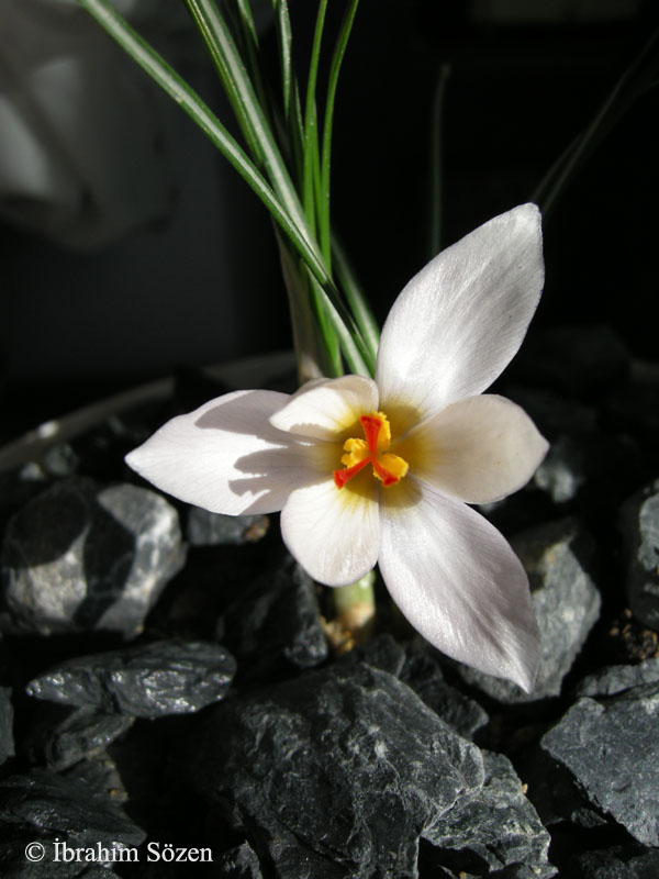 The Country Of Crocuses: Crocus hadriaticus subsp hadriaticus