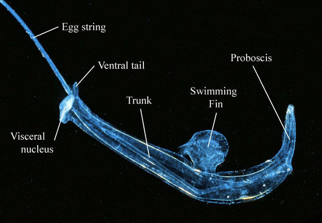 Real Monstrosities: Sea Elephant