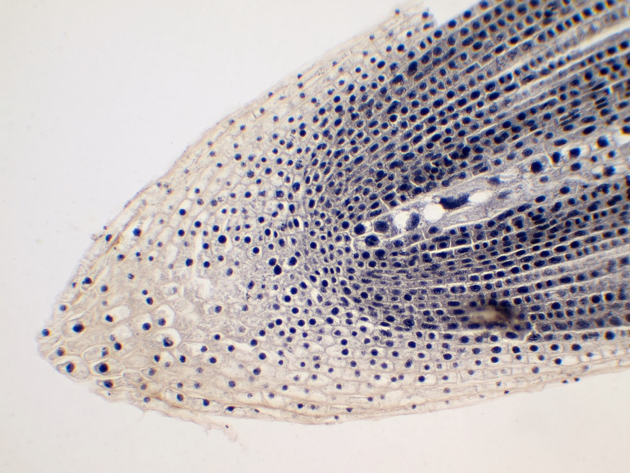 Biologea.: noviembre 2013