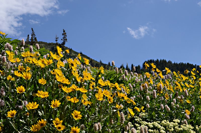 Sunflower Way: Albion Basin Wildflowers