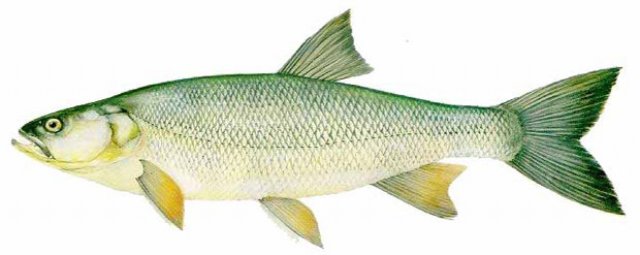 Pe patul de nada: Pescuitul la Avat