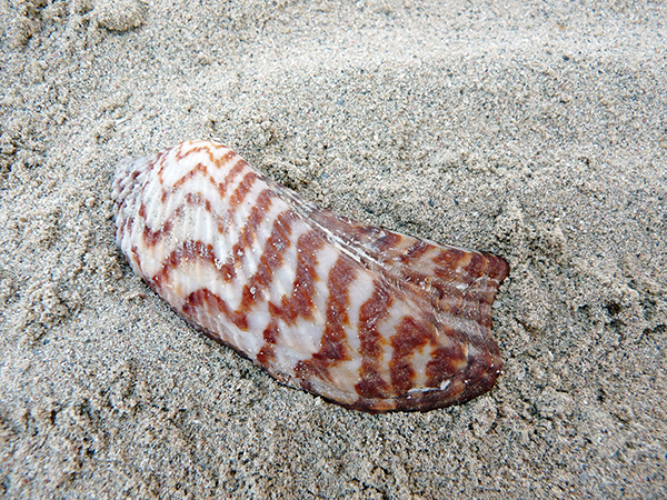 Cuba ...a special island: Shells and other finds on the Cuban beach