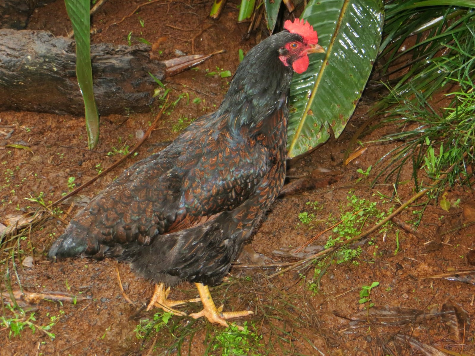 Finding Fifth: Chicken Foot Injuries