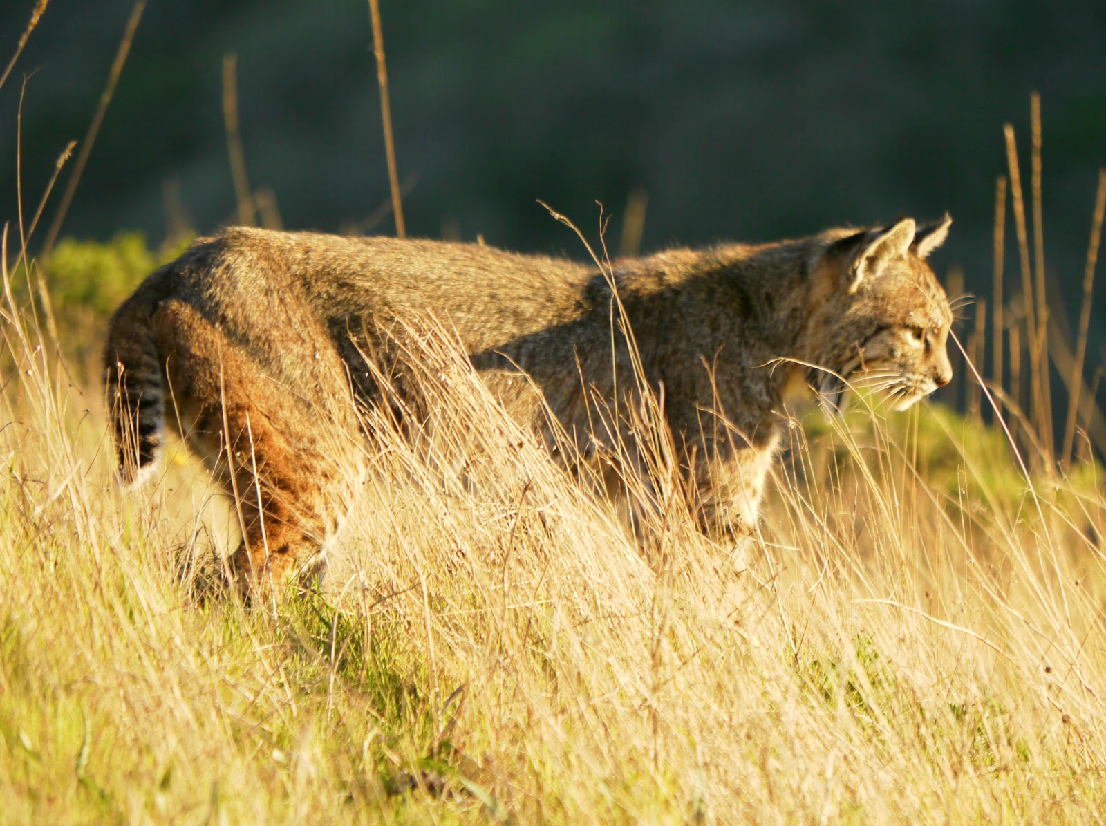 photoscope: Bobcats (Lynx Rufus)