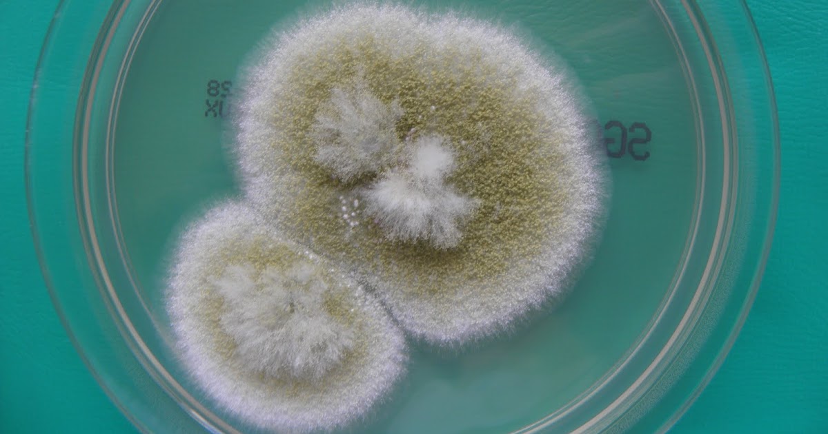 ATLAS MICOLOGIA: ASPERGILLUS FLAVUS