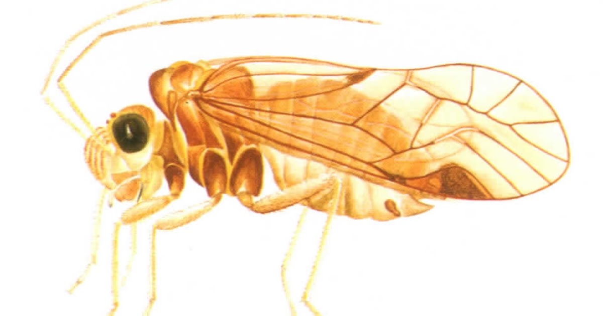 Variety of Life: Psocidus