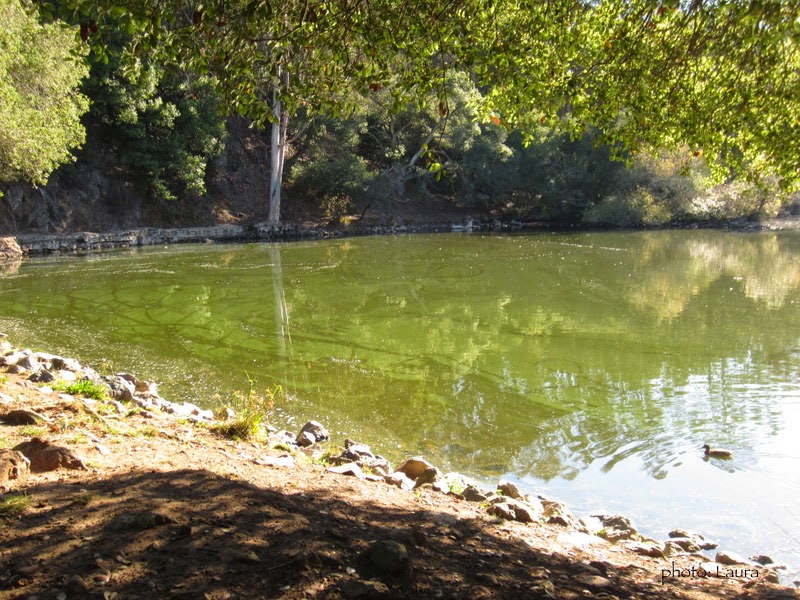 wild women walking: Tilden Regional Park | Lake Anza to Inspiration Point