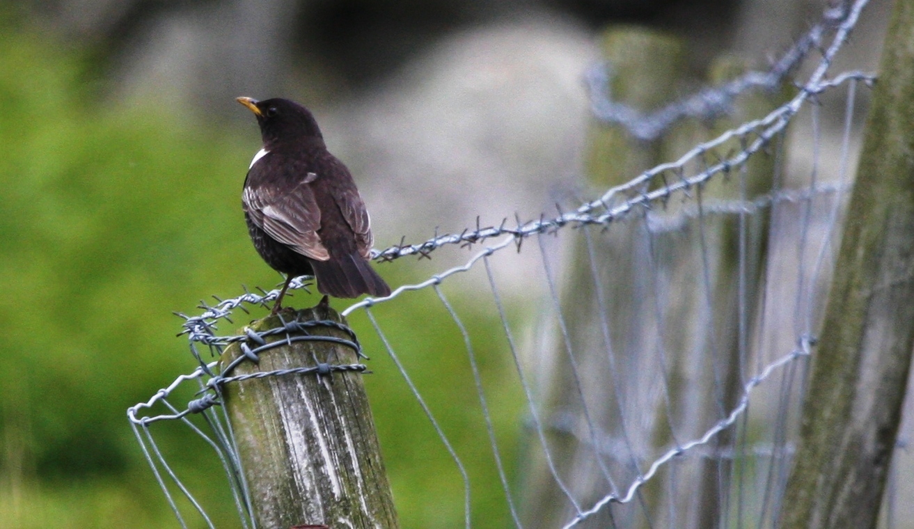 We Bird North Wales: Snowdonia to Rhos on Sea