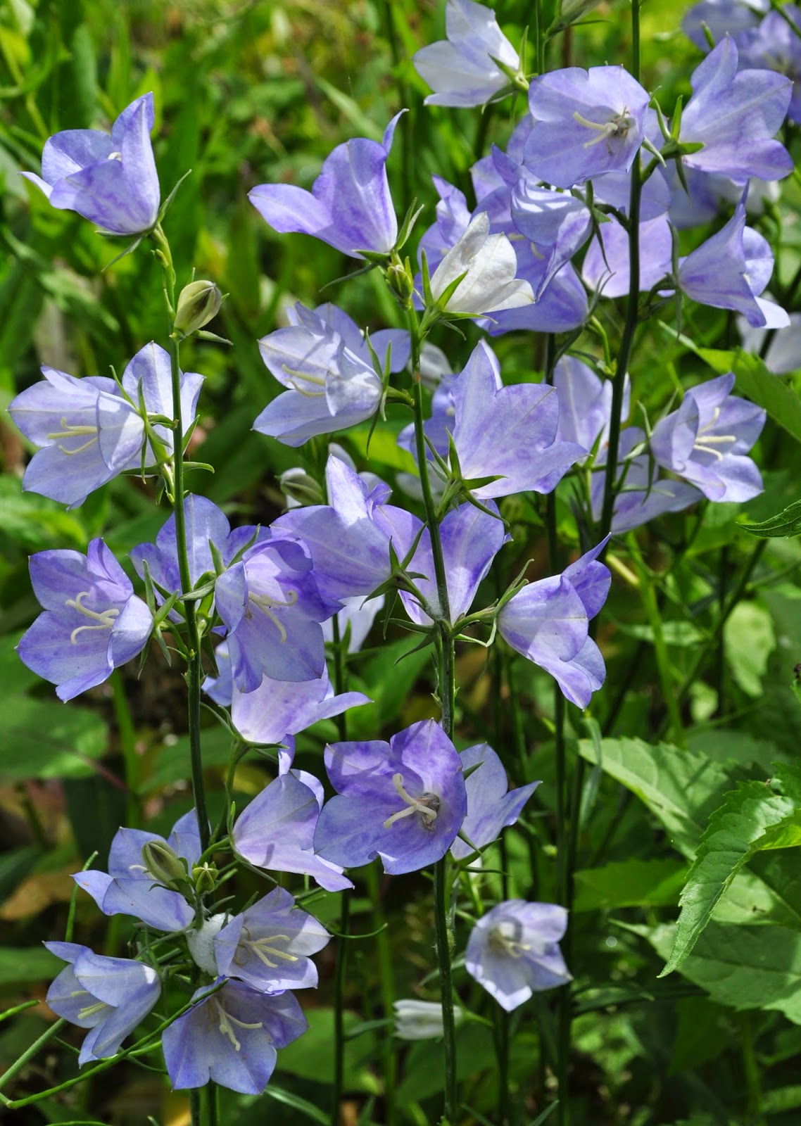 Three Dogs in a Garden: The Garden in July