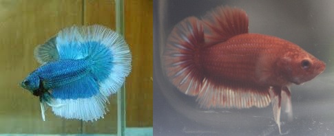 YourBettas: Betta Terminology