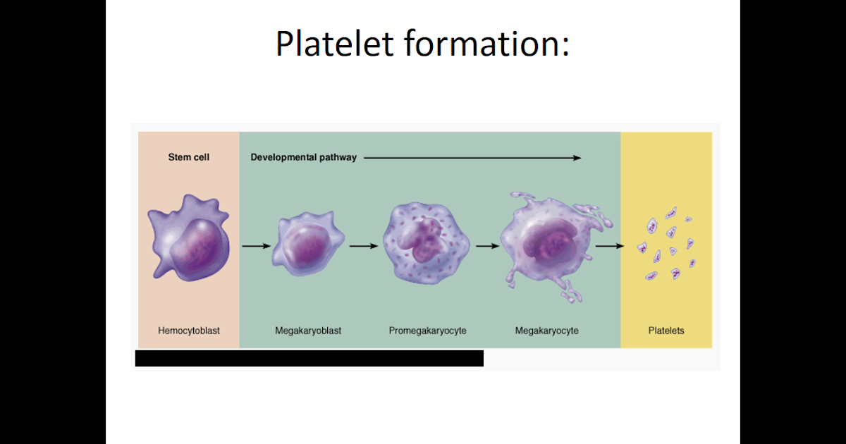 Mrdc Notes: PHYSIOLOGY BLOOD UNIT 11 & 12
