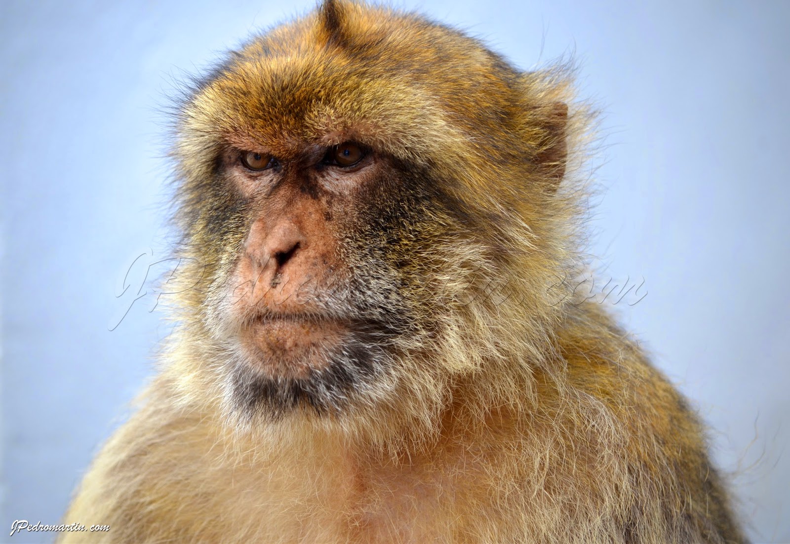 RINCONES CON LEYENDA | El Macaco de Gibraltar - J PEDRO MARTÍN