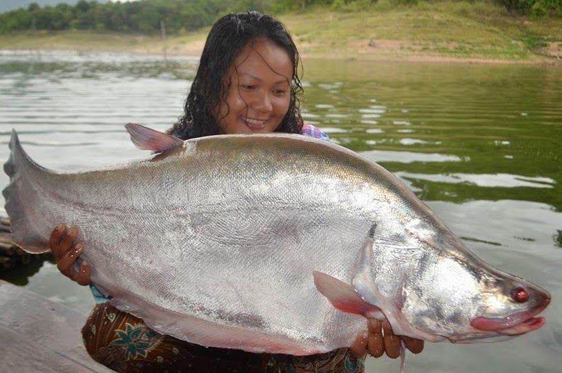 Giant featherback - Alchetron, The Free Social Encyclopedia