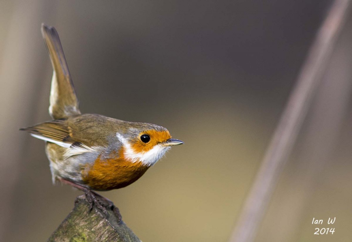 BirdWatch Ireland's Conservation Team blog: Irish Garden Birds - The ...