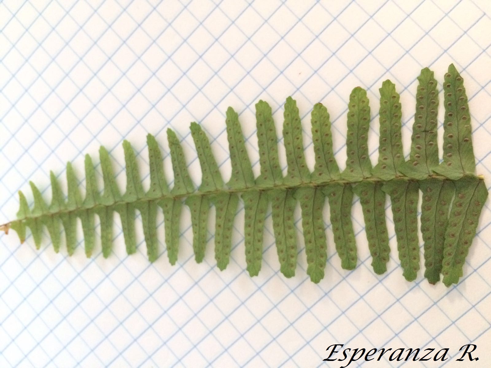 Blog de la clase de Biología y Geología de 1º de Bachillerato del IES ...