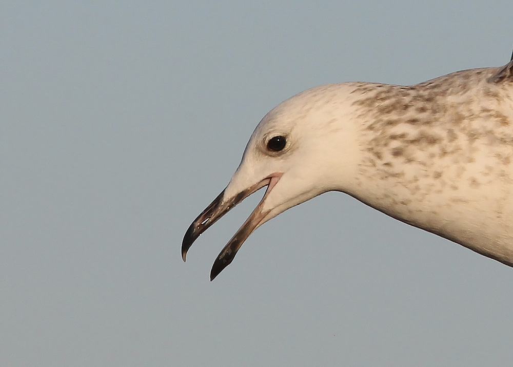 Richard Smith - Birdwatching Days Out: CASPIAN GULL, 1st winter ...