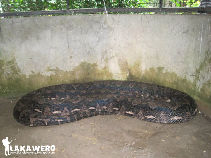 Lakawero: Lakawero Meets Prony the Python at Bohol