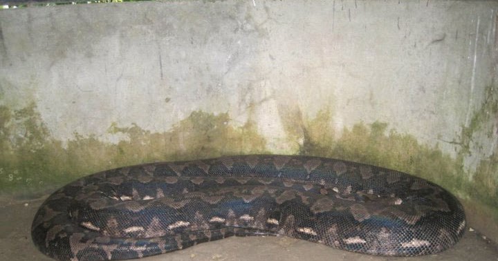 Lakawero: Lakawero Meets Prony the Python at Bohol