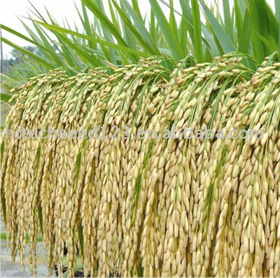 Terra Forming Terra: High Protein Non Thirsty Rice Hybrid Debuts
