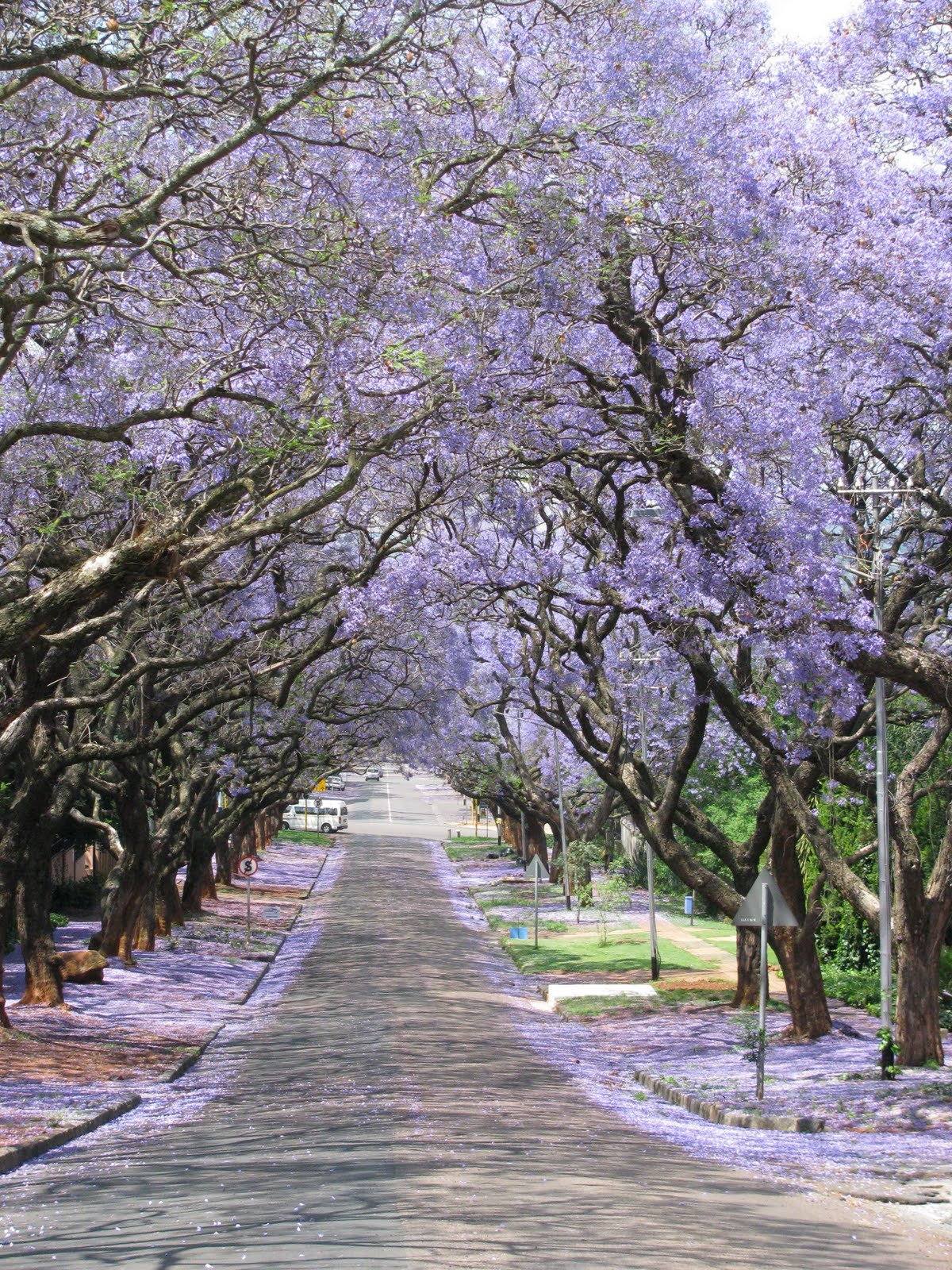 Um jardim para cuidar: O tempo dos jacarandás..