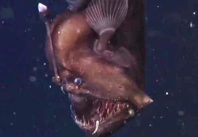 Rare deep sea creature the ‘Black Sea Devil’ captured on video – Nov 23 ...