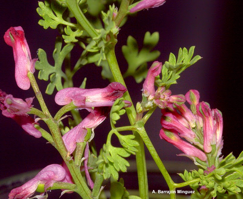 Naturaleza Viva: Fumaria officinalis L. Fam: Fumariaceae