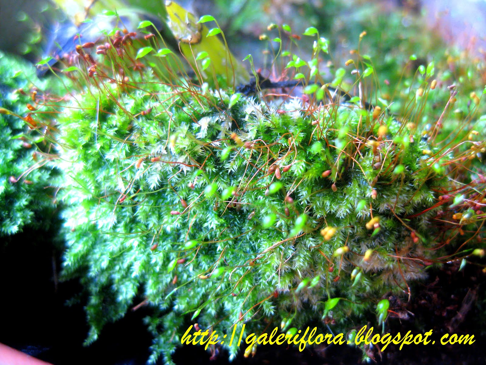 Galeri flora: Lumut ( Moss )