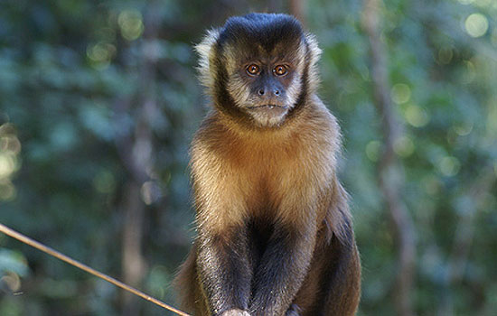 Zoo da Maia: Macaco Capuchinho /// Brown Capuchin