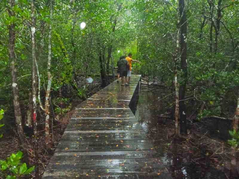 Hutan Mangrove Karimunjawa - Tracking mangrove
