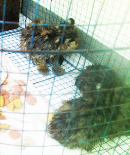 POPURI REPTILES: POPURI REPTILES : KUCING HUTAN/ MACAN AKAR ( FLAT ...