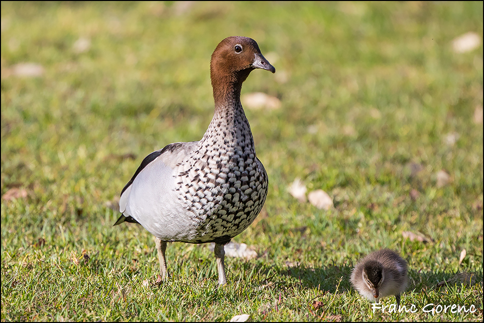 A Visit to New South Wales, Australia - Travels With Birds