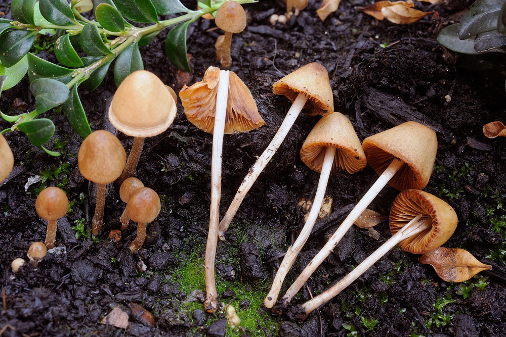 Funghi Teramani: Conocybe macrospora (G.F. Atk.) Hauskn.