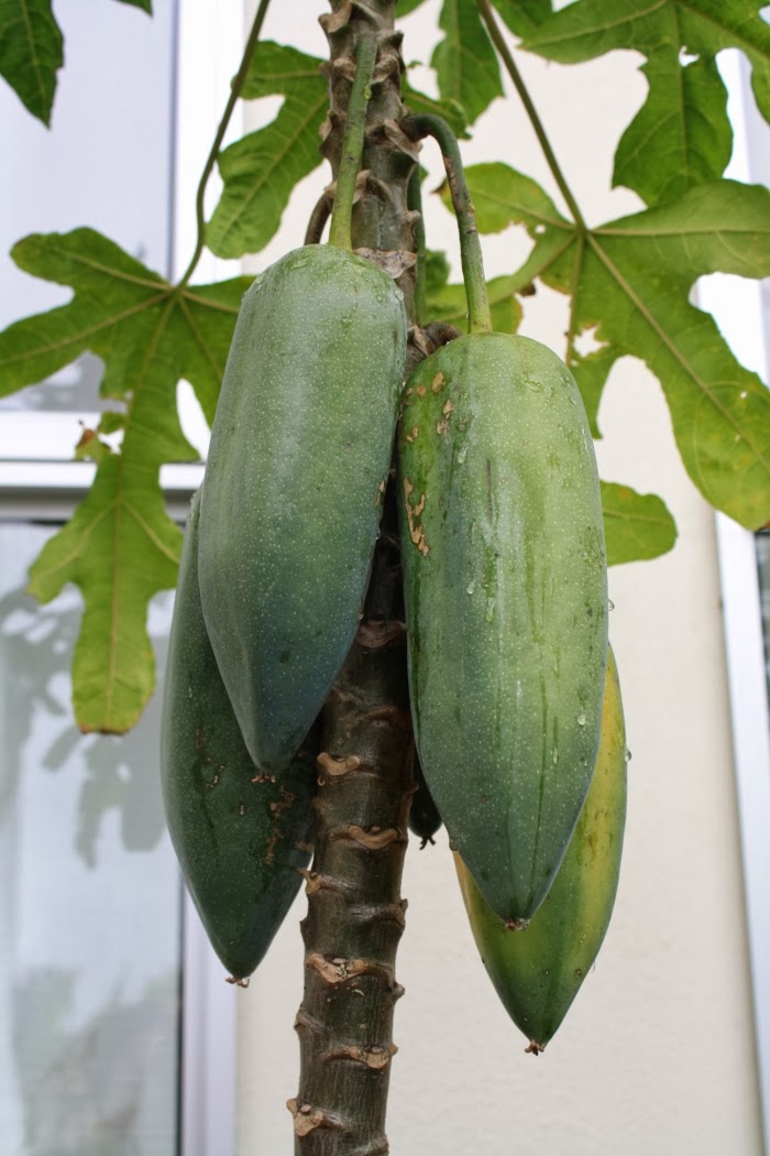 Petit Paradis: Babaco