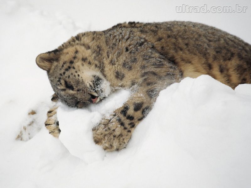 Rei Leão-The History : Felino do mês...Leopardo das Neves!+Personagem ...