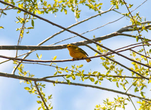 Steve's Bird'n Blog: July Bird of the Month Red-winged Blackbird