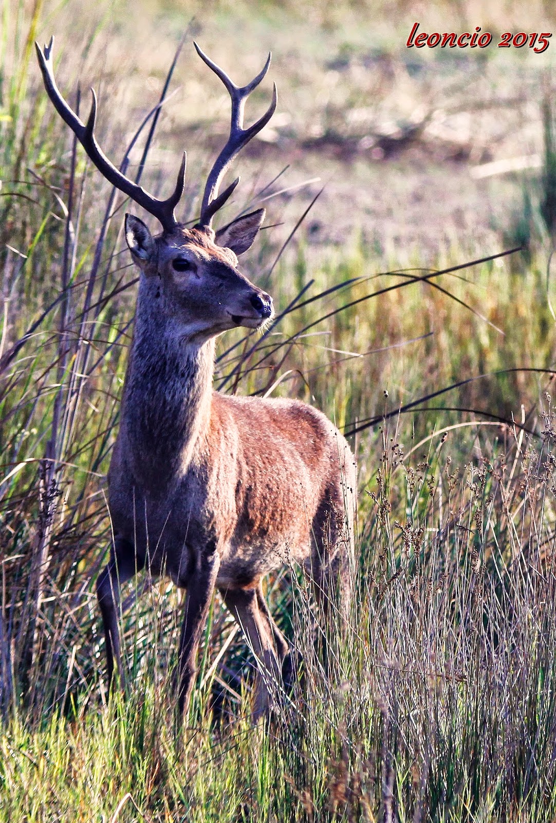 FOTOGRAFÍA Y NATURALEZA EN ANDALUCÍA: DIGISCOPING,CIERVO COMÚN ( cervus ...