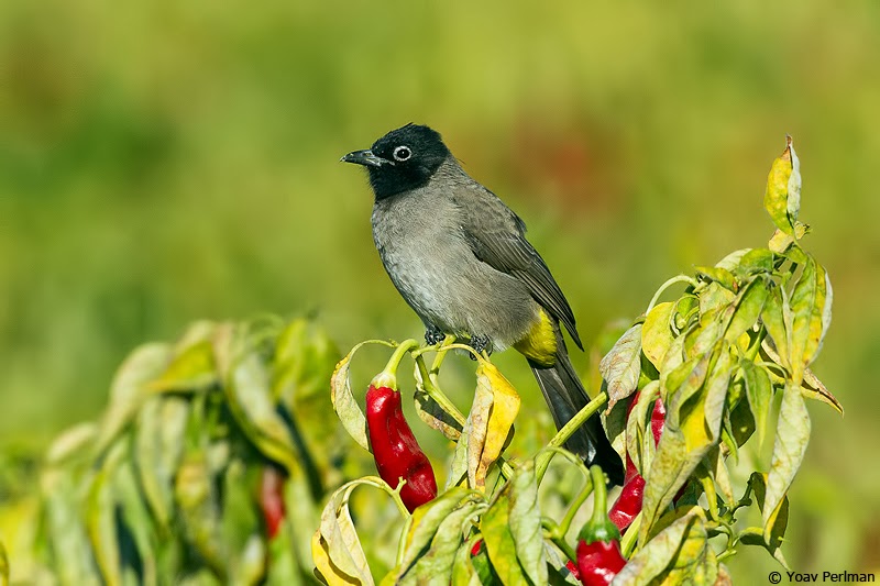 Yoav Perlman - birding, science, conservation, photography: Red Hot ...
