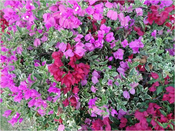 CRONICAS DE CUCUTA: 1351.- FLORES DE CUCUTA