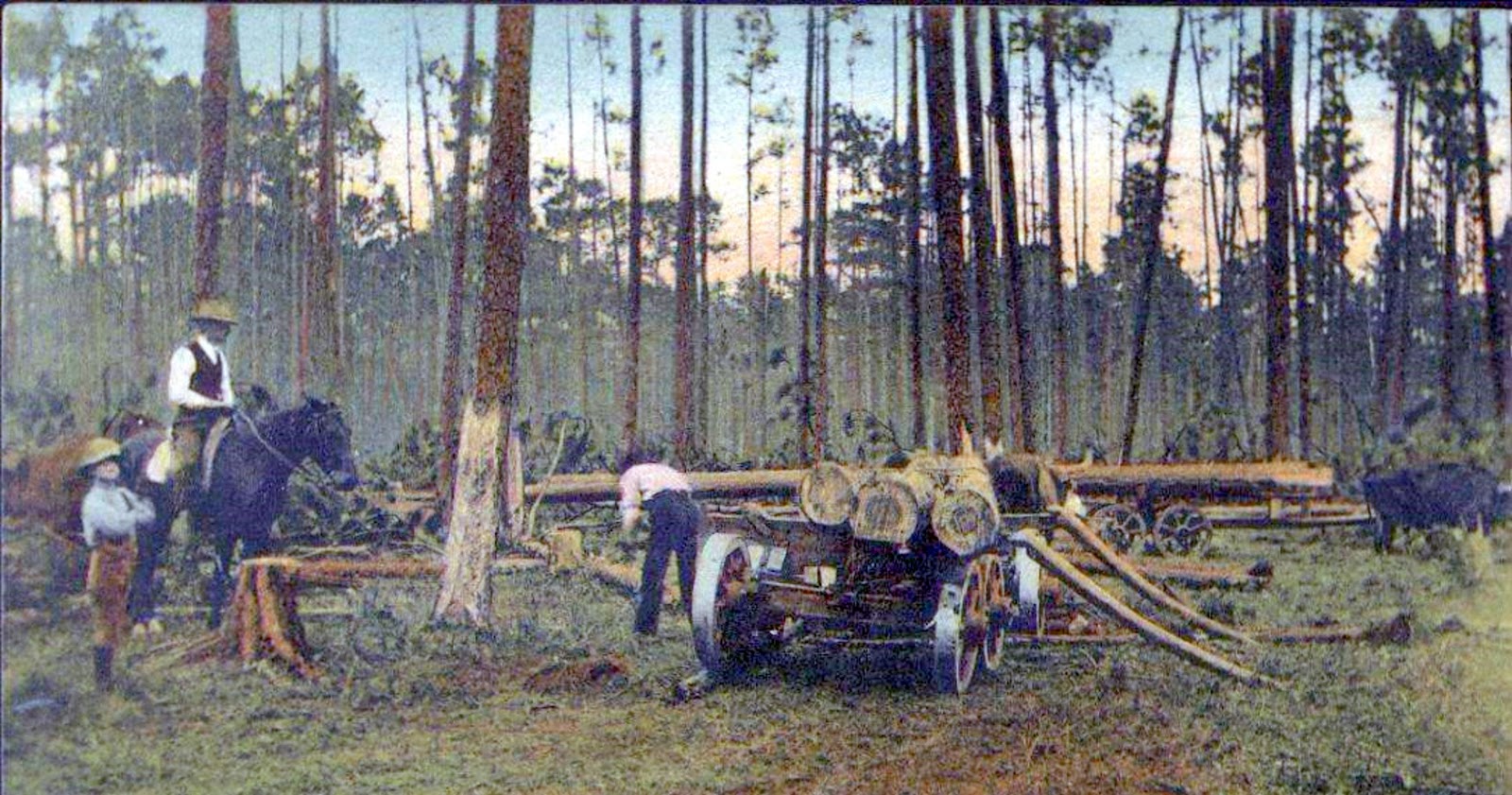 Tammany Family: Ox Teams Pulling Timber Wagons