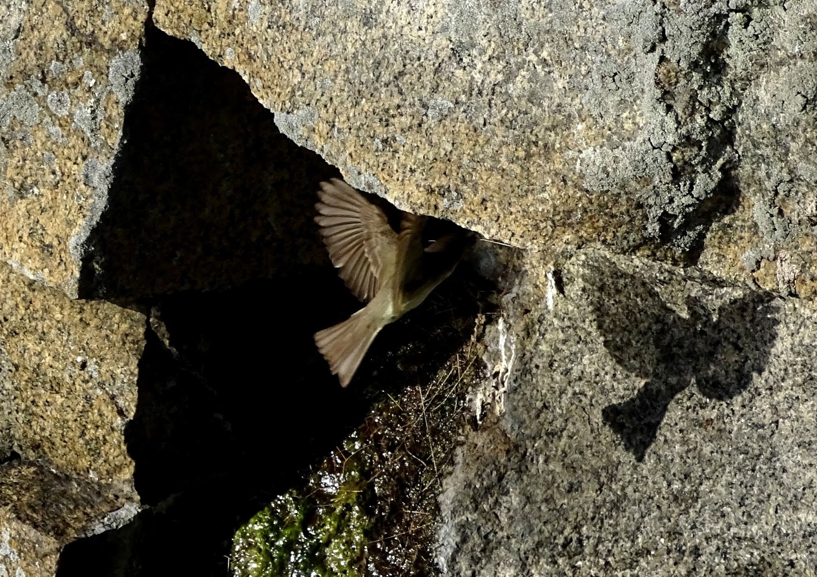 Notes from Halibut Point: Birds of the Quarry, 1 - The Phoebe
