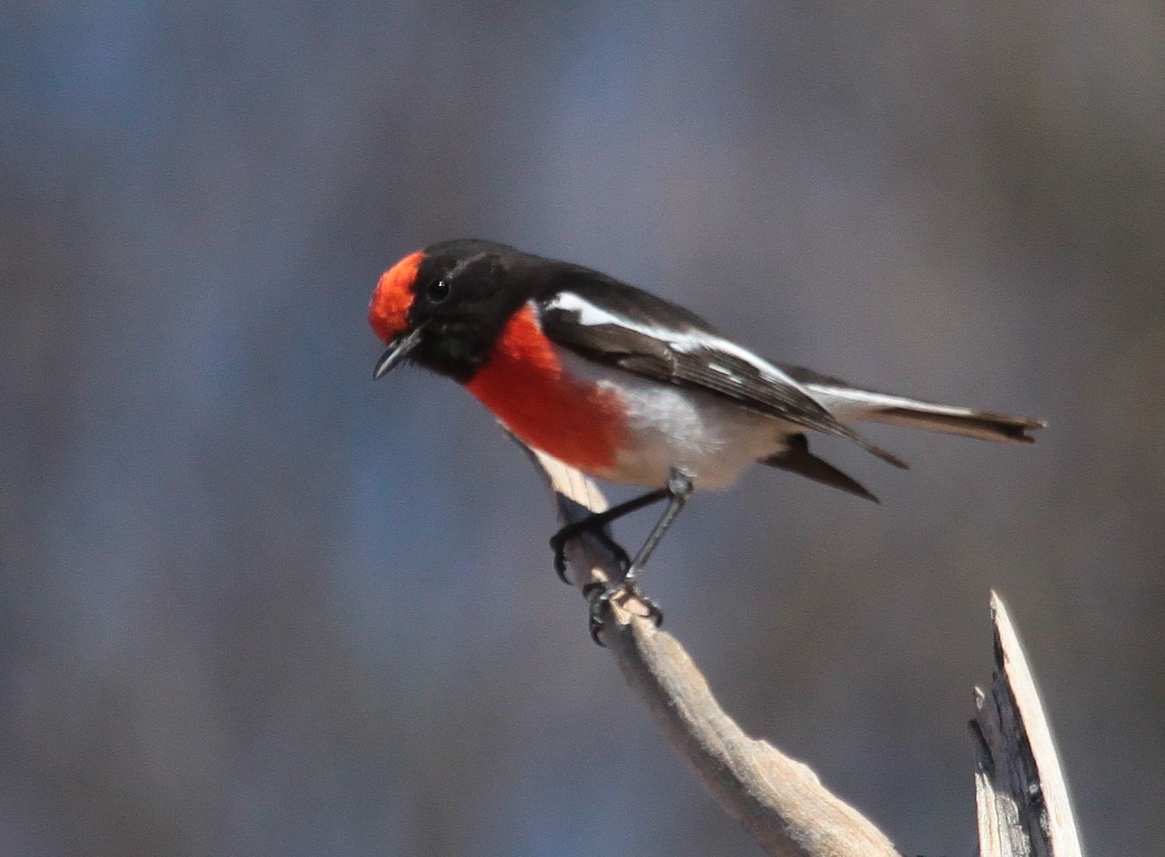 Richard Waring's Birds of Australia: Red-capped Robin - what a ...