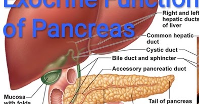 Healthcare & Health solution: Exocrine Function of Pancreas